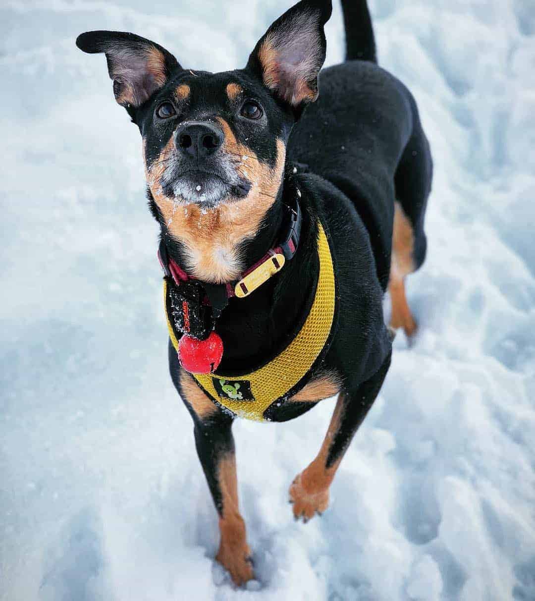 Meet the Mountain Feist a Dependable Hunter from the South Homeowner