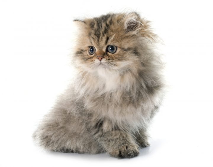Soft cat store
