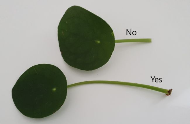 How to Propagate Pilea Peperomiodes AKA The Chinese Money Plant Plant Care Tips and More La Residence